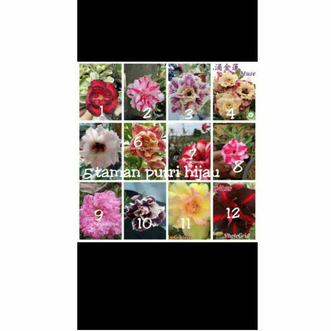 Jual Jual paket 12 Bibit tanaman hias adenium kamboja jepang bunga ...