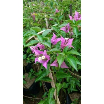 Jual Tanaman bugenvil bougenville bugenville kembang kertas bunga ...