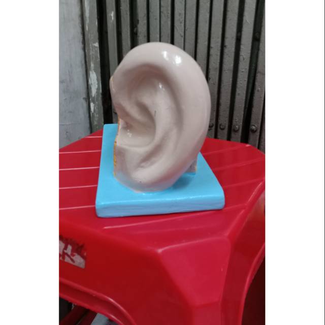 Jual Manekin Model Telinga fiber lokal | Shopee Indonesia