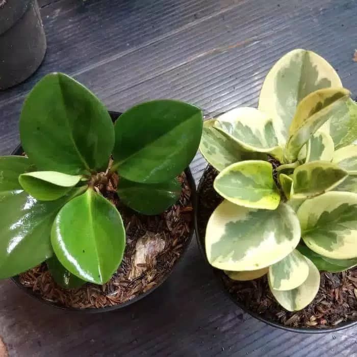 Jual paket tanaman hias indoor - tanaman hoki paperomia hijau peperomia ...