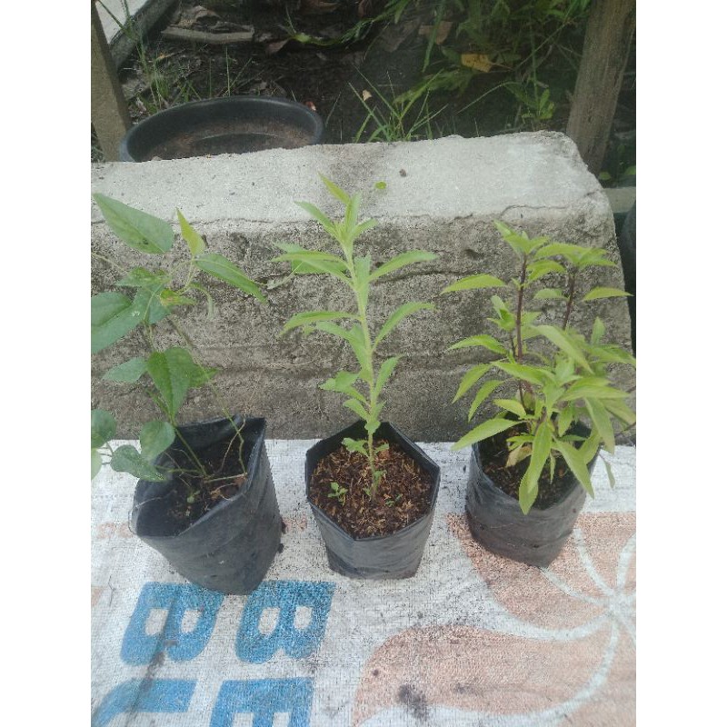 Jual paket bibit herbal cincau hijau/jelly+ cincau hitam + pegangan ...