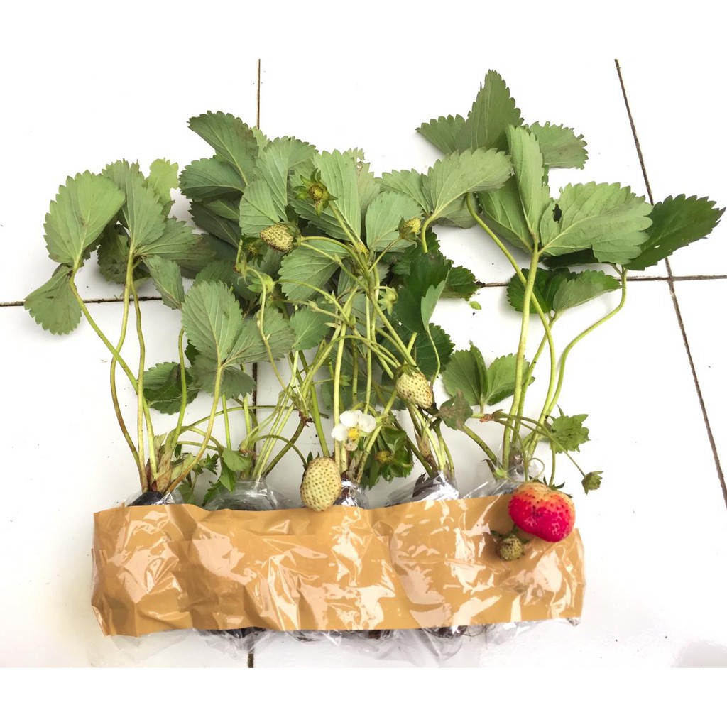 Jual Bibit Tanaman Buah Strawberry California Jumbo Berbuah/Berbunga ...