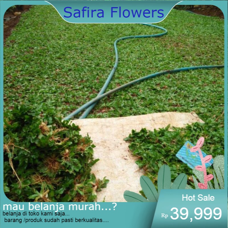 Jual Rumput Gajah Mini Hijau 100cm 1m² Tanam Shopee Indonesia