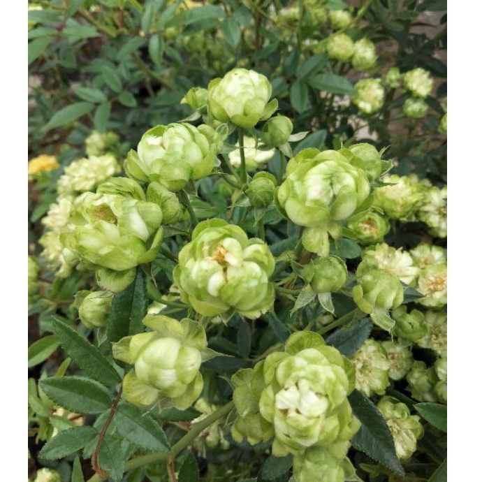 Jual Tanaman Bunga Mawar Import Eclair - Tanaman Hias Mawar Impor Green ...