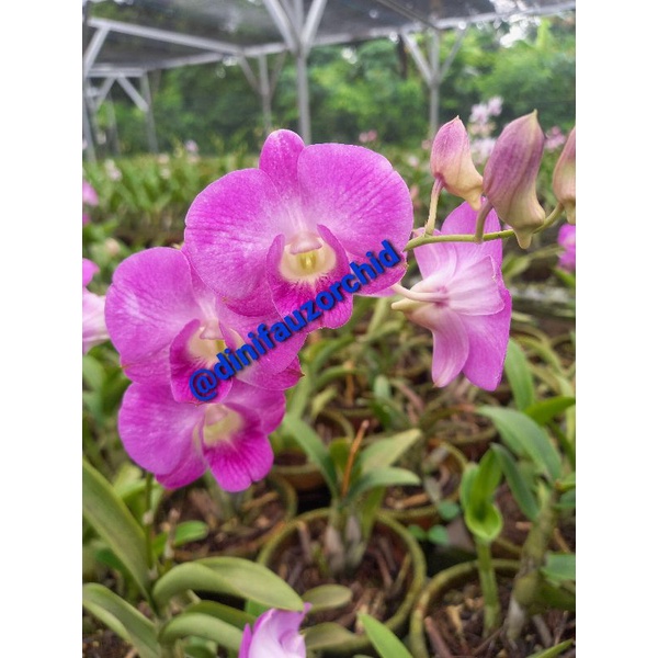 Jual Anggrek Dendrobium Queen Pink (1 Rumpun bukan perbatang) | Shopee ...