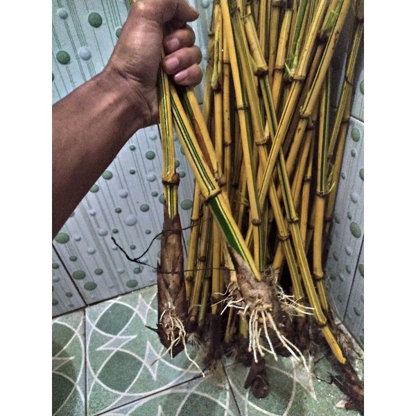 Jual bibit stek bambu kuning sudah berakar dan bertunas siap tanam ...