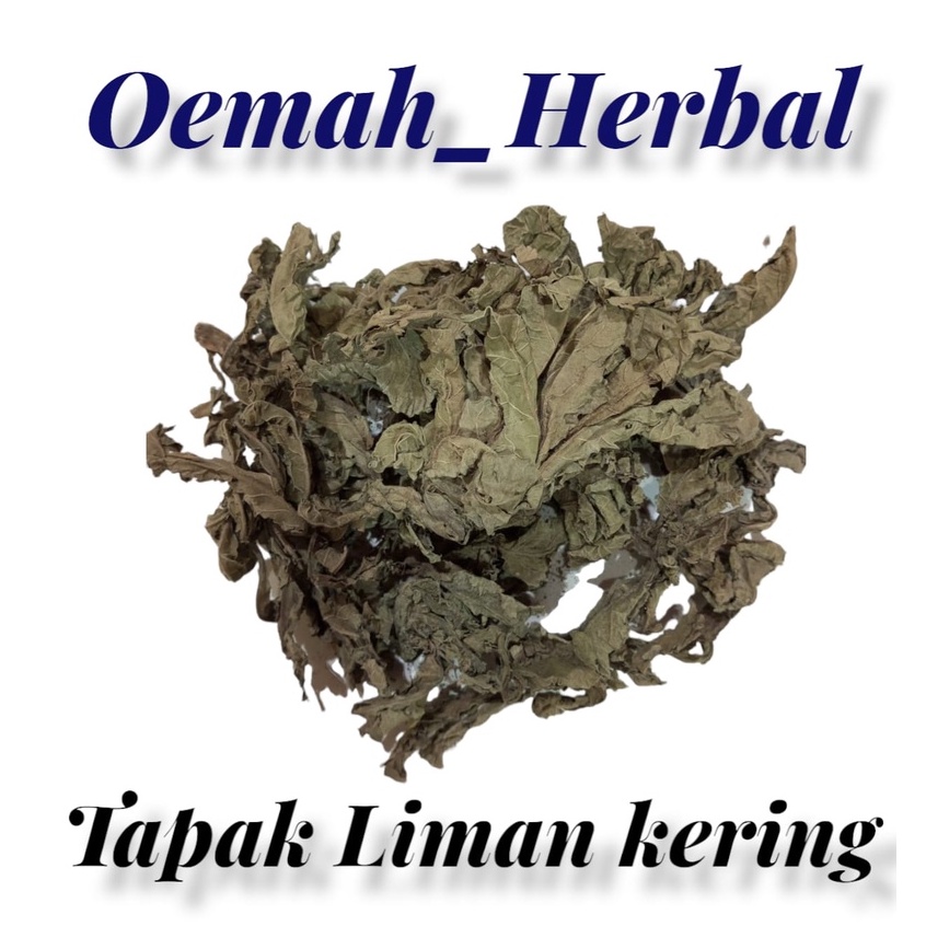 Jual Daun tapak liman kering 500 gram tapak liman kering | Shopee Indonesia