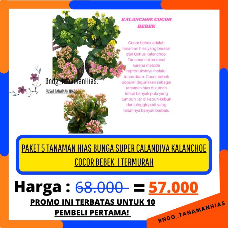 Jual PAKET 5 WARNA BUNGA SUPER CALANDIVA KALANCHOE COCOR BEBEK WARNA ...