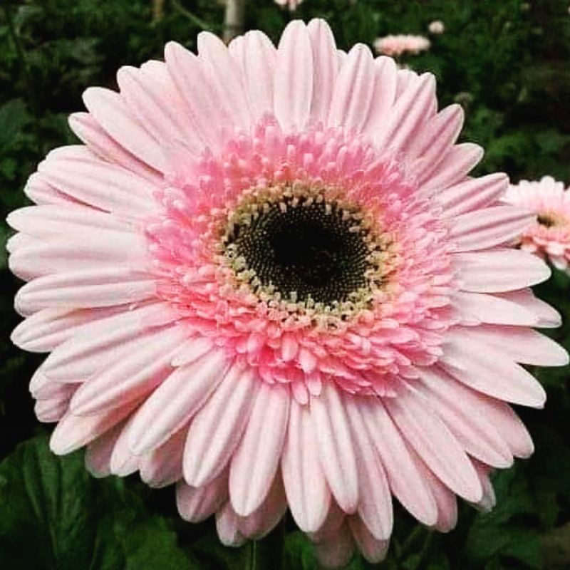 Jual bibit bunga garbera | Shopee Indonesia