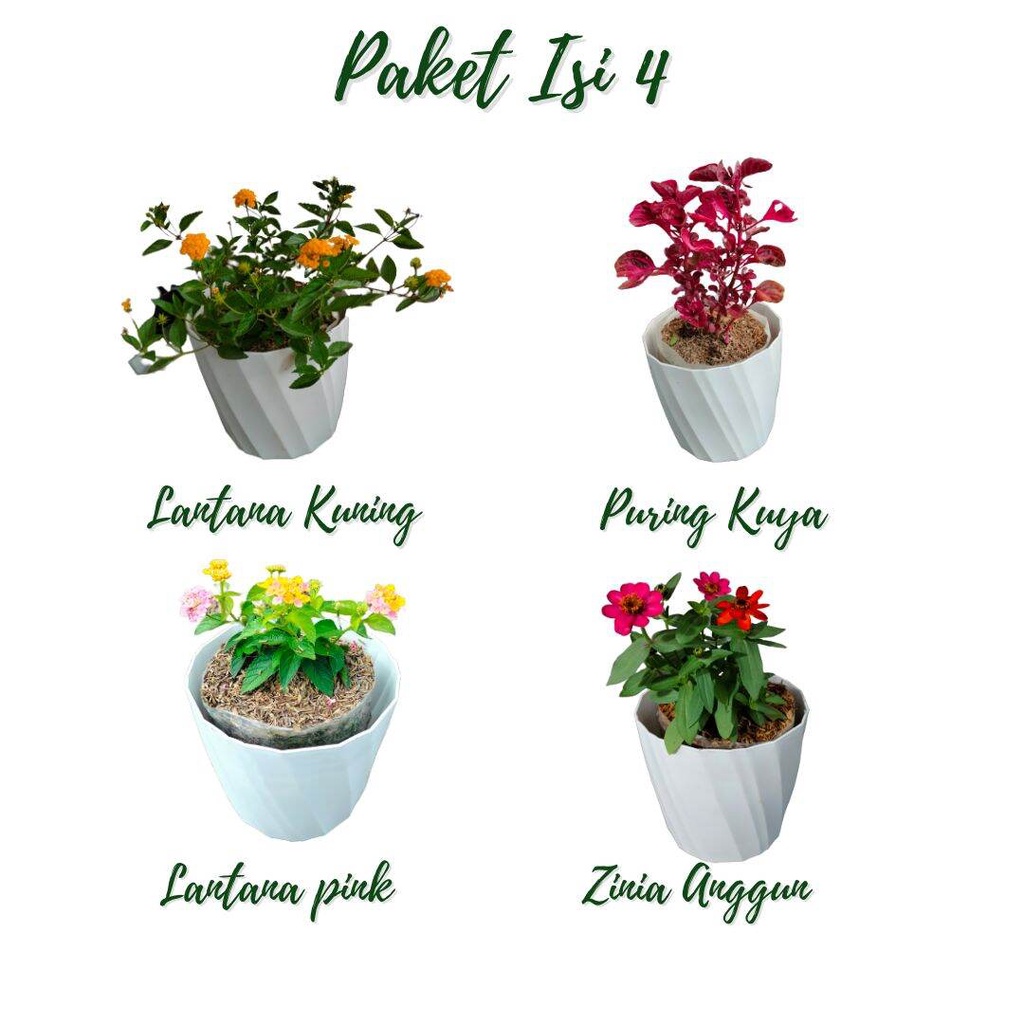 Jual Sriwijaya Flower Paket Tanaman hias isi 4 lantana kuning, Puring ...