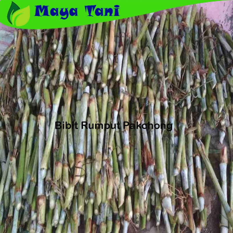 Jual Bibit Tanaman Rumput Pakchong Napier Grass - Harga Per Batang ...
