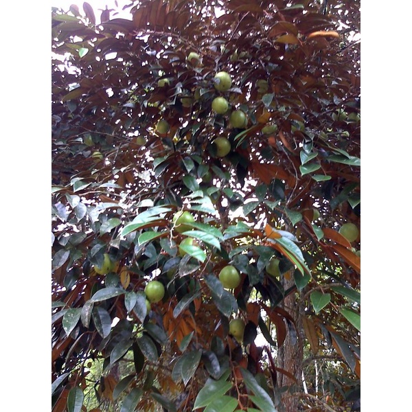 Jual Indukan Kenitu Ungu | Shopee Indonesia