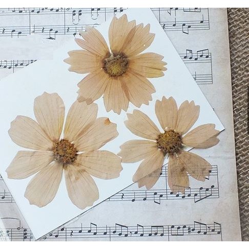 Jual Cosmos Dried Flower - Bunga Cosmos Kering (1pc) | Shopee Indonesia