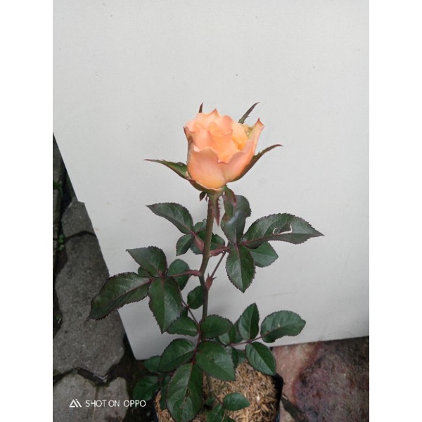 Jual bunga mawar orange sembur | Shopee Indonesia