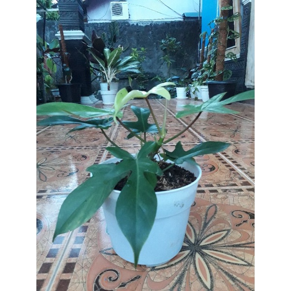 Jual Philo florida ghost | Shopee Indonesia