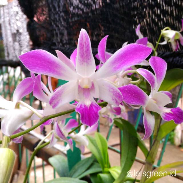 Jual Dendrobium Caesar Warawan DEWASA | Shopee Indonesia