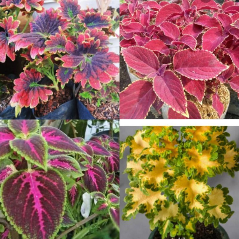 Jual 4 pohon tanaman hias daun miana | Shopee Indonesia
