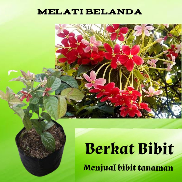 Jual Bibit Tanaman Melati Belanda / Rangoon Creeper | Shopee Indonesia