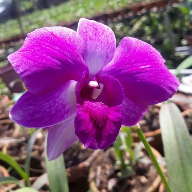 Jual Anggrek Dendrobium Pink Sweet - Tanaman Hias Hidup - Bunga hidup ...