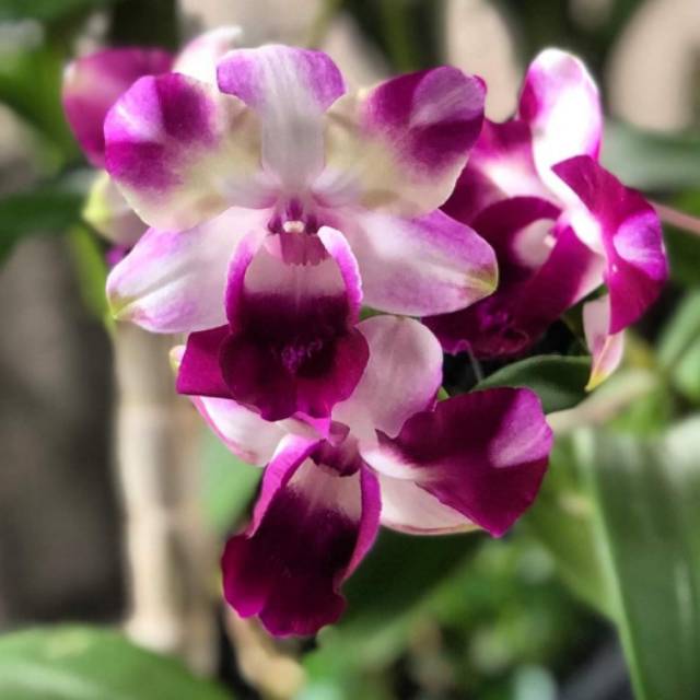 Jual Anggrek Dendrobium Alien 395 (Mini Plant) | Shopee Indonesia