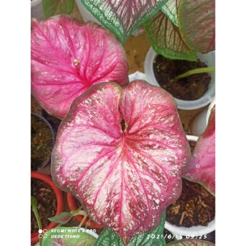 Jual anakan keladi hybrid caladium red emperor | Shopee Indonesia