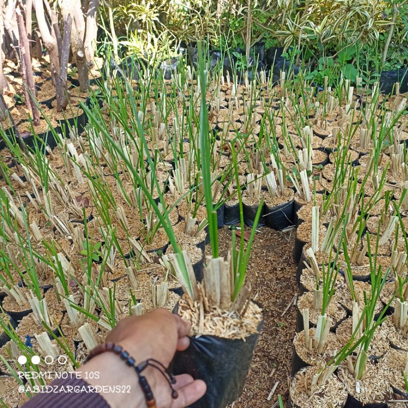 Jual BIBIT RUMPUT VERTIVER-RUMPUT PENAHAN TANAH LONGSOR | Shopee Indonesia