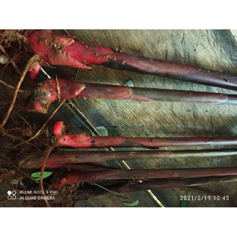Jual bibit kecombrang merah/ honje laka siap tanam | Shopee Indonesia