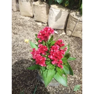 Jual Bunga Jengger Ayam Terlengkap & Harga Terbaru Januari 2025 ...