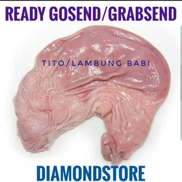 Jual TITO ATAU LAMBUNG BABI 1PCS | Shopee Indonesia