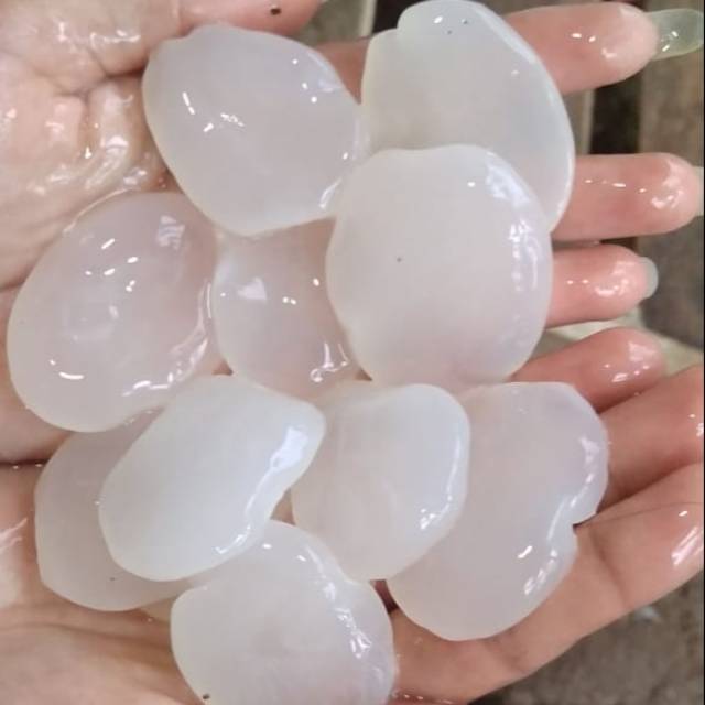 Jual Kolang kaling SUPER / buah cangkaleng asli organik 100% | Shopee ...