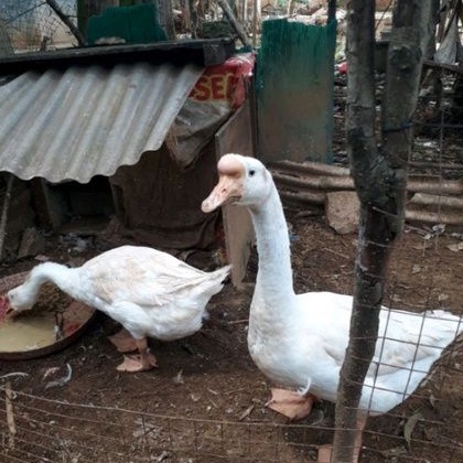 Jual sepasang soang indukan - sepasang angsa indukan atau siapan ...