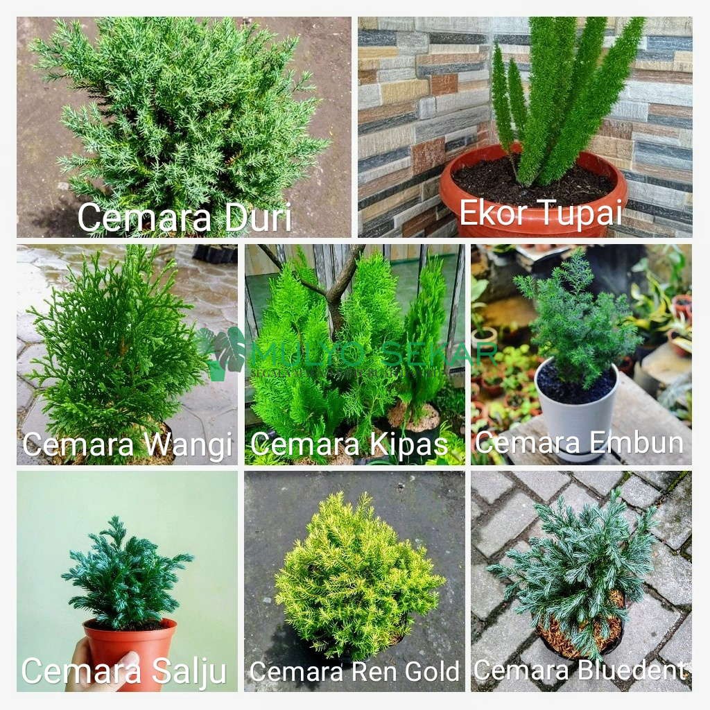 Jual bibit cemara mini paket 8 tanaman | Shopee Indonesia