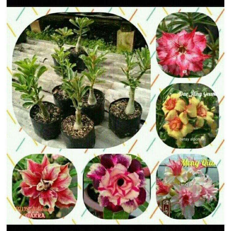 Jual paket 5 bibit bunga adenium cabang seribu | Shopee Indonesia
