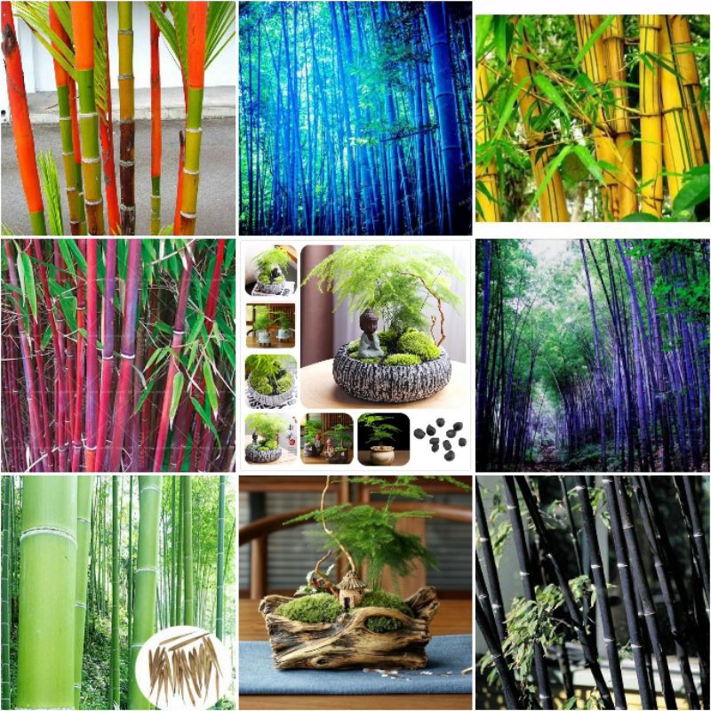 Jual Biji Benih Bibit Bambu Hias Taman Aneka Warna Claud Bamboo langka ...