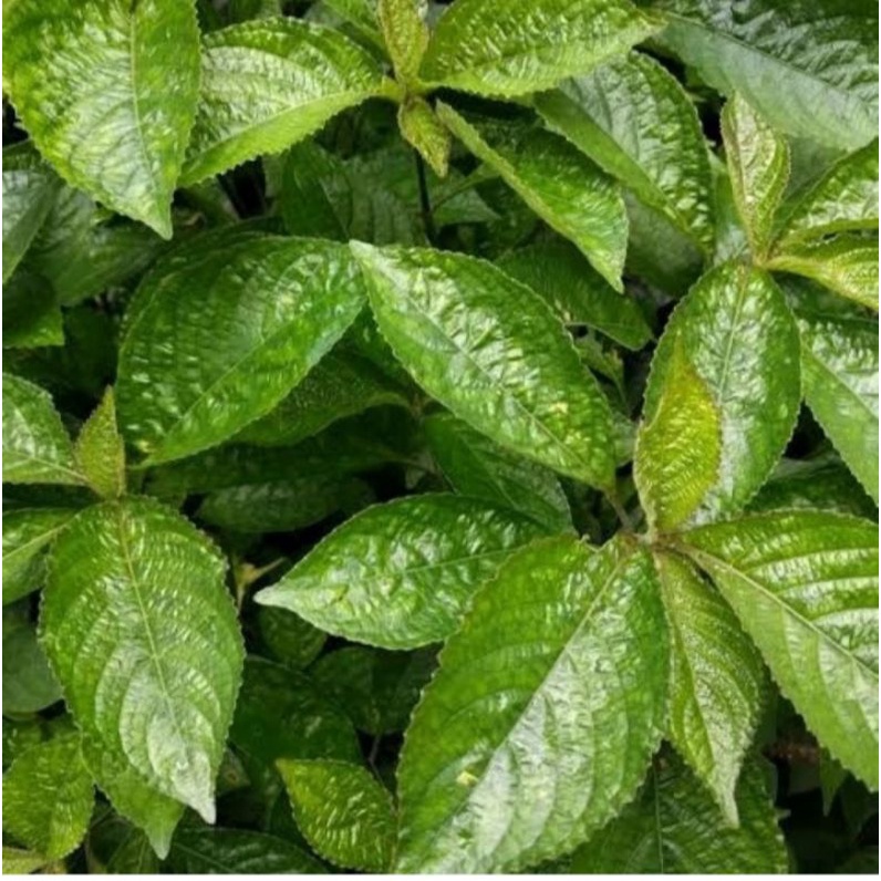 Jual Daun pecah beling/keji beling 1kg | Shopee Indonesia