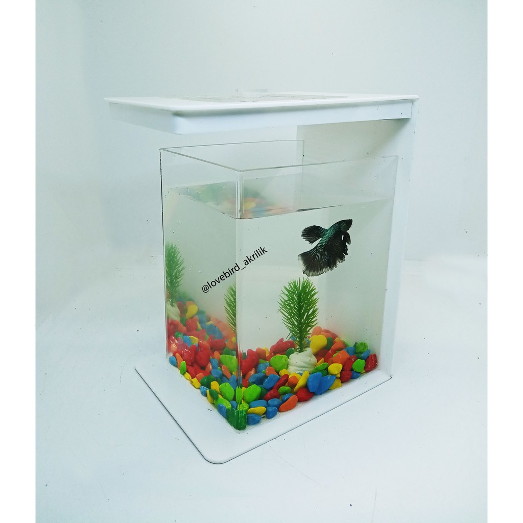 Jual READY!!! Betta Fish Tank, Aquarium Mini Akrilik, Mini Aquascape ...