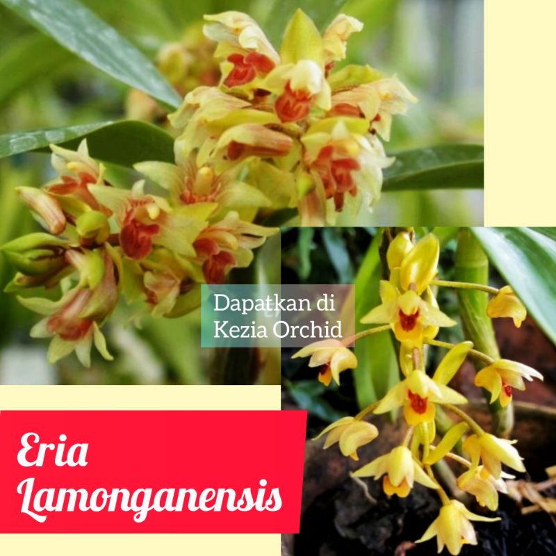 Jual Anggrek LANGKA Eria Lamonganensis | Shopee Indonesia