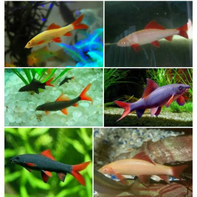 Jual IKAN HIAS REDFIN ALBINO HITAM | Shopee Indonesia