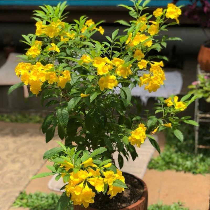 Jual tanaman tecomaria tinggi 50-80cm bunga kuning pohon tecoma stans ...
