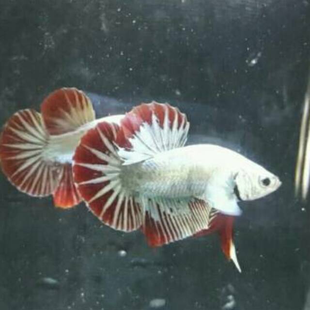 Jual Ikan cupang Paket Breeding ikan Male Female indukan cupang red ...