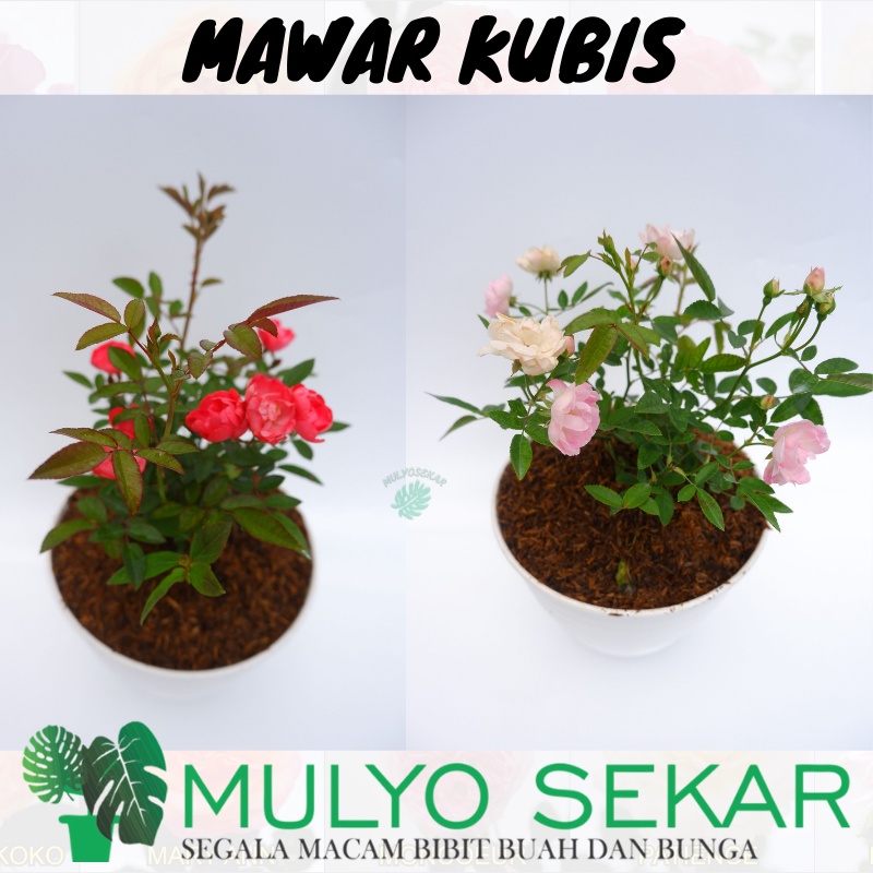 Jual tanaman mawar kubis berbunga - -Tanaman hias hidup Mawar kubis ...