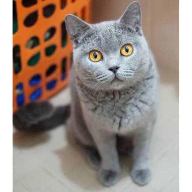 Jual British Shorthair ( BSH ) cat / kucing | Shopee Indonesia