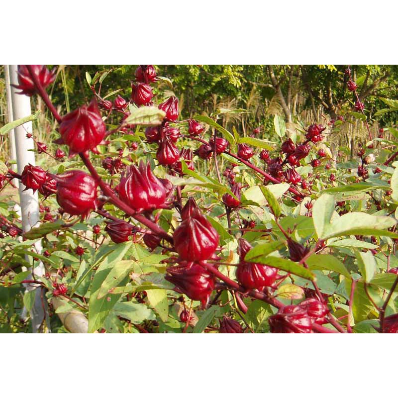 Jual Teh Bunga Rosela Merah LAM 88 100 gram / Rosella CURAH LAM/Rosela ...