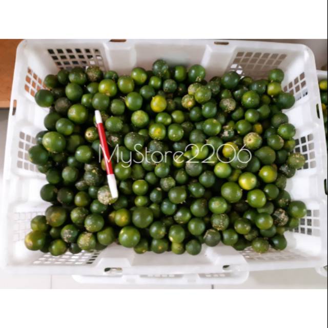 Jual Jeruk Sonkit 500 gram / Jeruk Kunci / Jeruk Kasturi / Jeruk ...