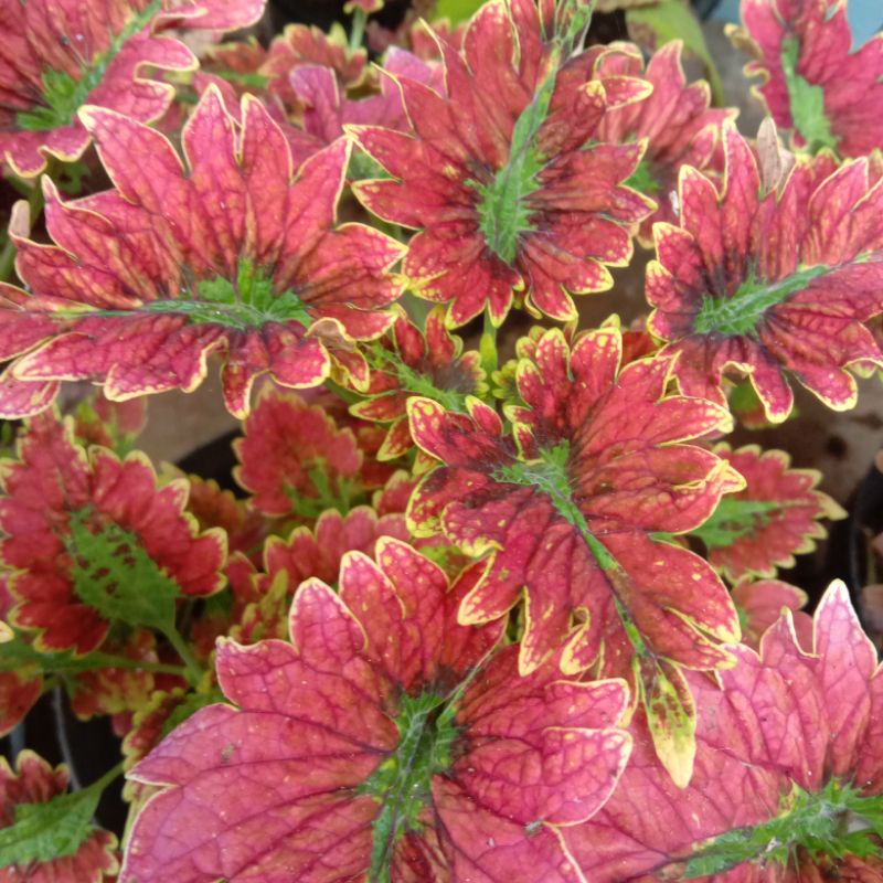 Jual TANAMAN MIANA / JAWER KOTOK 3 WARNA / TANAMAN MIANA THREE COLOR ...