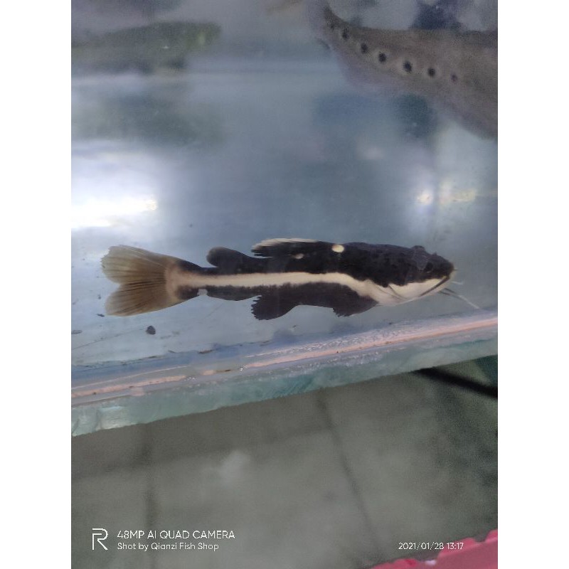 Jual ikan hias RTC Redtail Catfish ukuran 7-8 cm | Shopee Indonesia