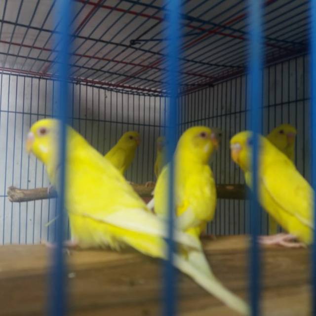 Jual Parkit Kuning Polos/Lutino Mata Merah | Shopee Indonesia