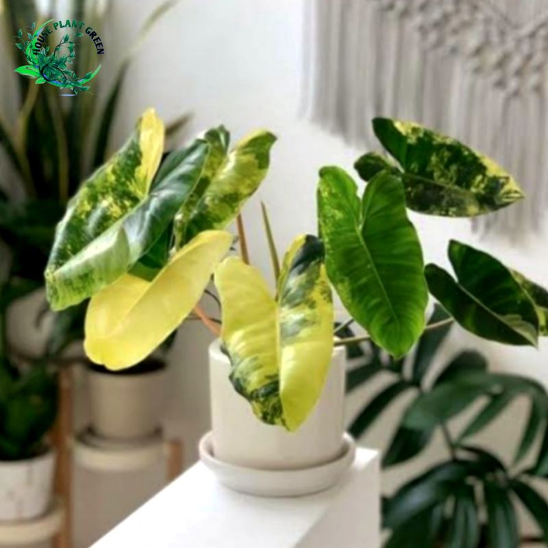 Jual Tanaman Hias Philodendron Burle marx Variegata - philo variegata ...