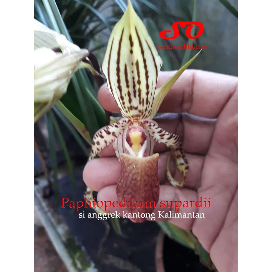 Jual Paphiopedilum supardii | Shopee Indonesia