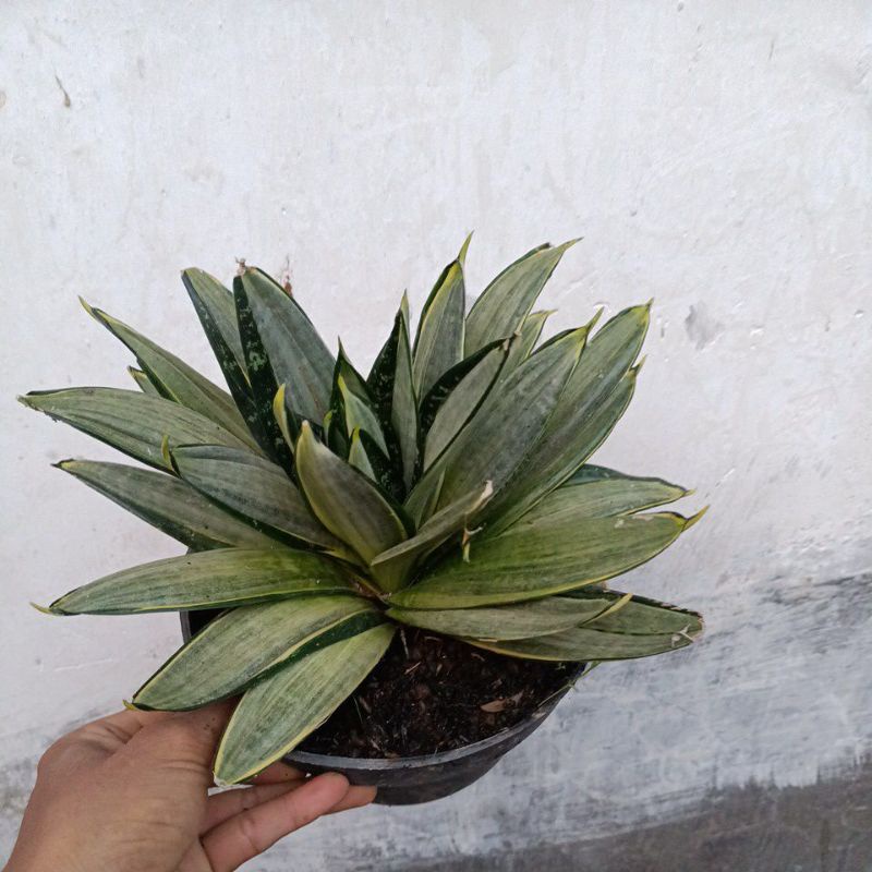 Jual sansivera silver cross | Shopee Indonesia